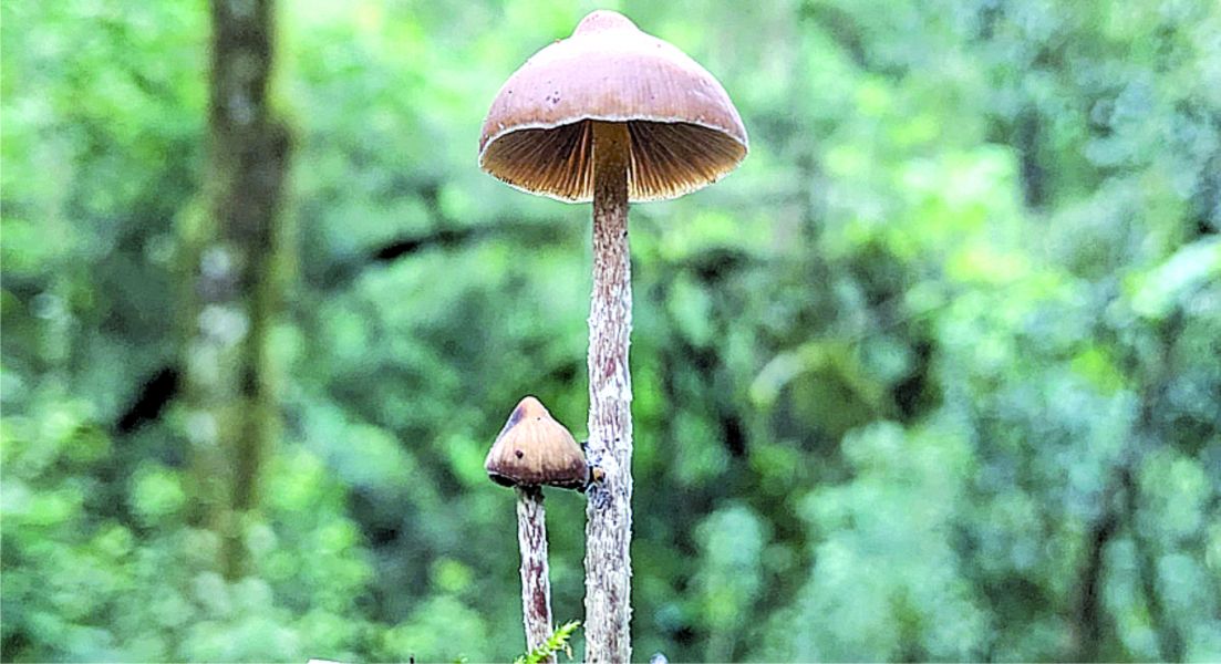 En Parques nacionales del NOA investigan hongos para usos ...